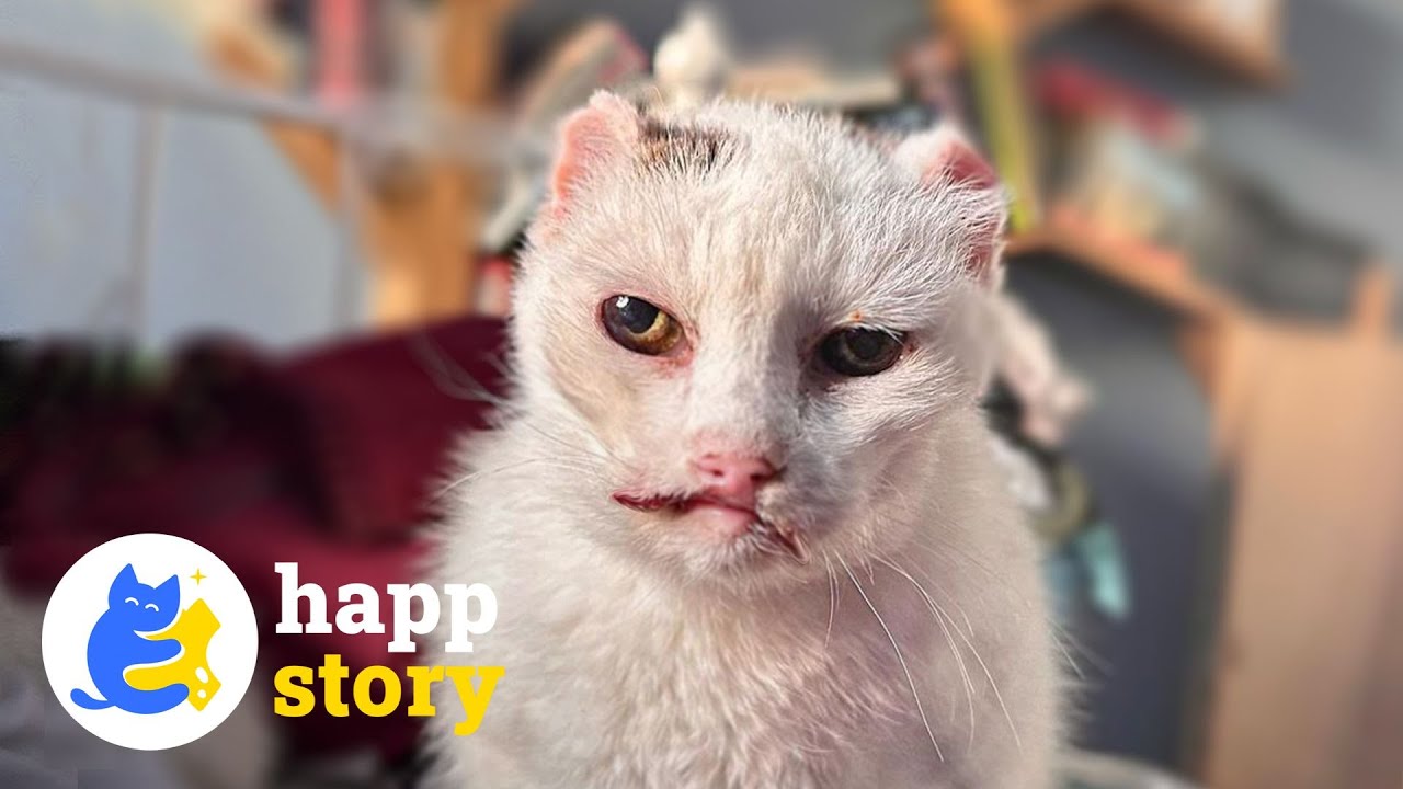 What's the Story Behind This Cat's Face? | HAPP - YouTube