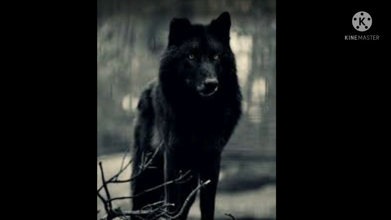 The Two WereWolf Sisters Part 2 You stay with your WereWolf Girlfriend ...