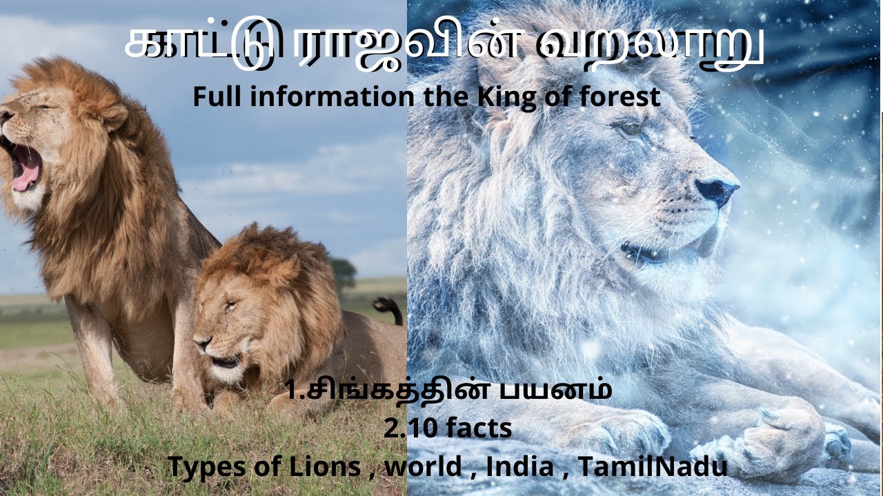 The king of forest Lion full information atittude and history , use ...