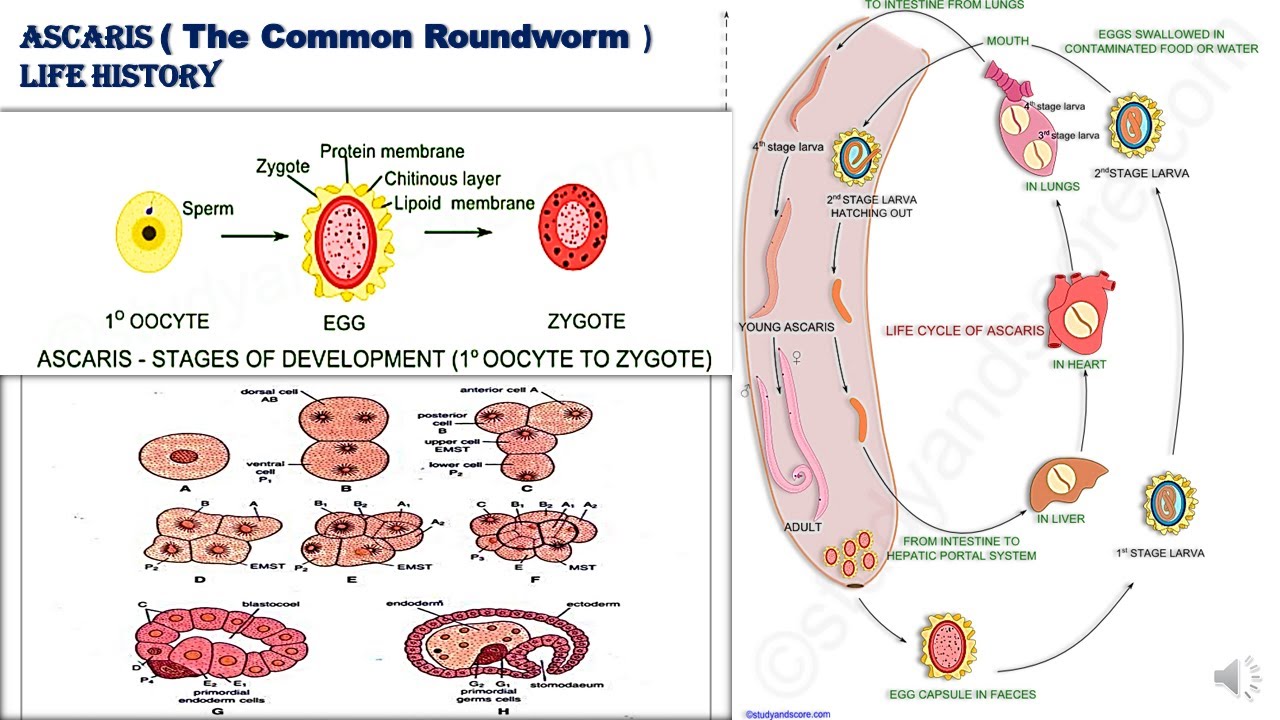 Ascaris Life History ( The Common Roundworm) - YouTube