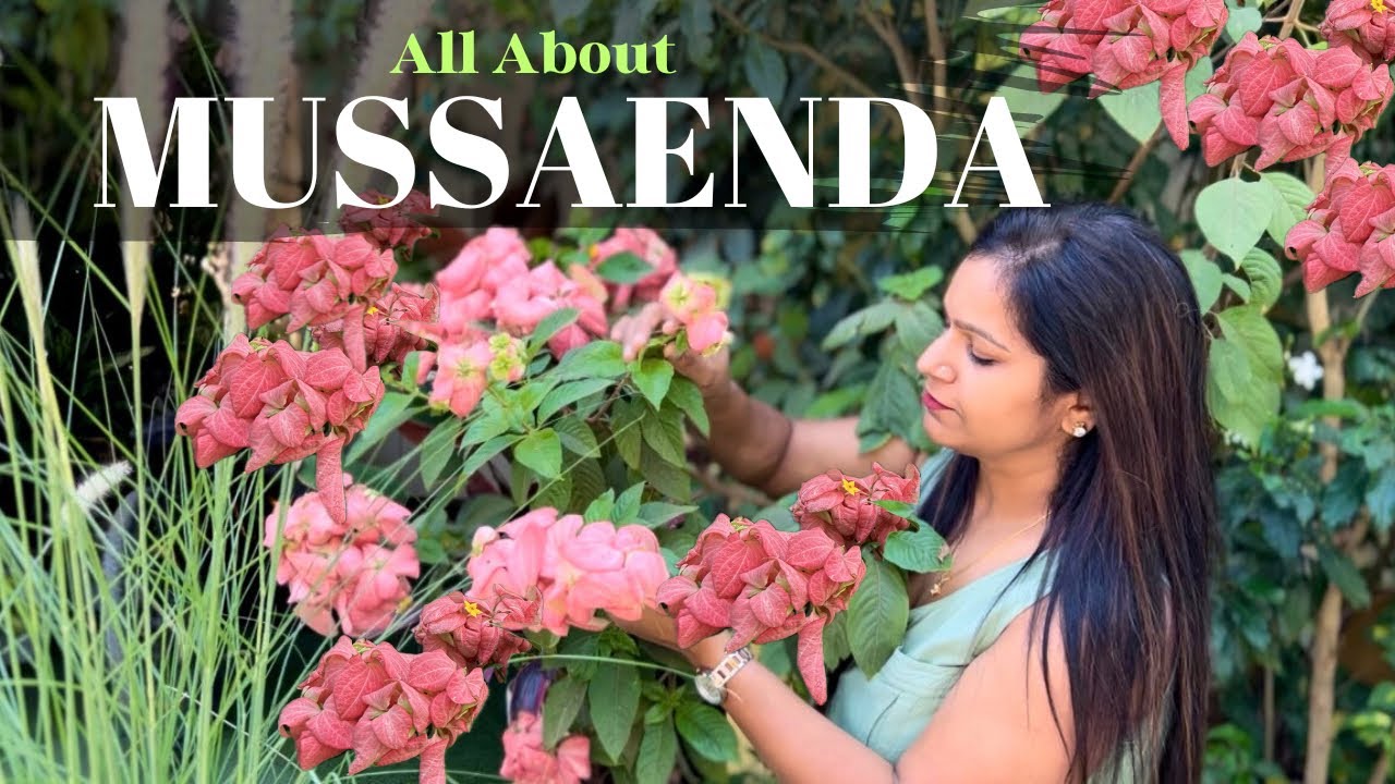 Mussaenda: A unique Flowering Plant||How to grow and care Mussaenda ...
