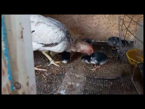 update kuv cov me nyuam qaib dua - YouTube