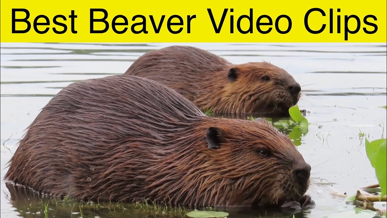 Best Beaver Video Clips From AUGUST 2023 - YouTube