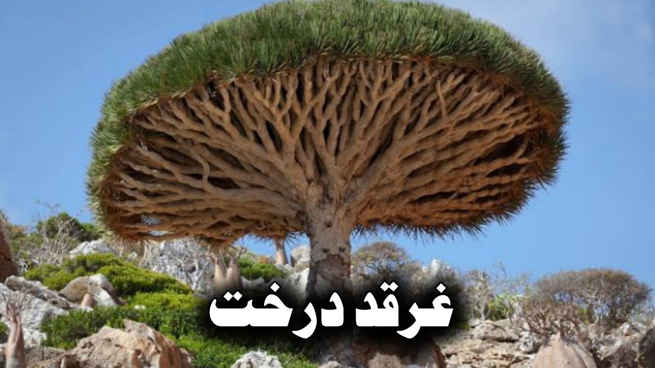 Reality Of Gharqad Tree| Yahoodi Drakht Gharqad| - YouTube