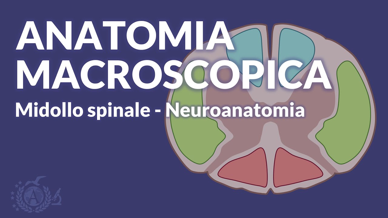 MIDOLLO SPINALE - Anatomia macroscopica - Neuroanatomia - YouTube