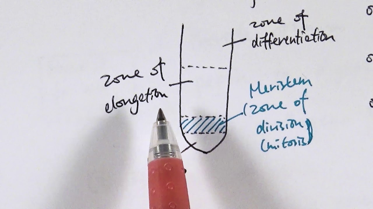 B2 Cell division - GCSE Biology common misconceptions - YouTube