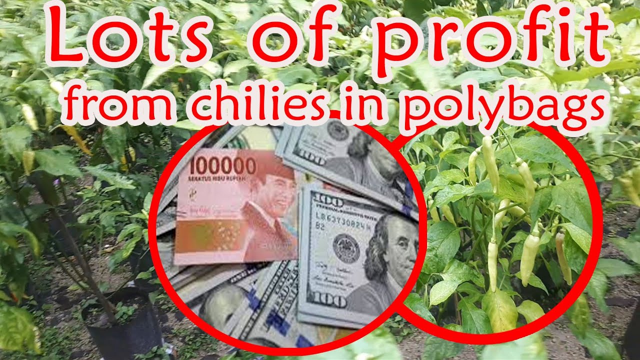 IT'S EASY TO PLANT LOMBOK IN FRONT OF YOUR HOUSE IN A POLYBAG - YouTube