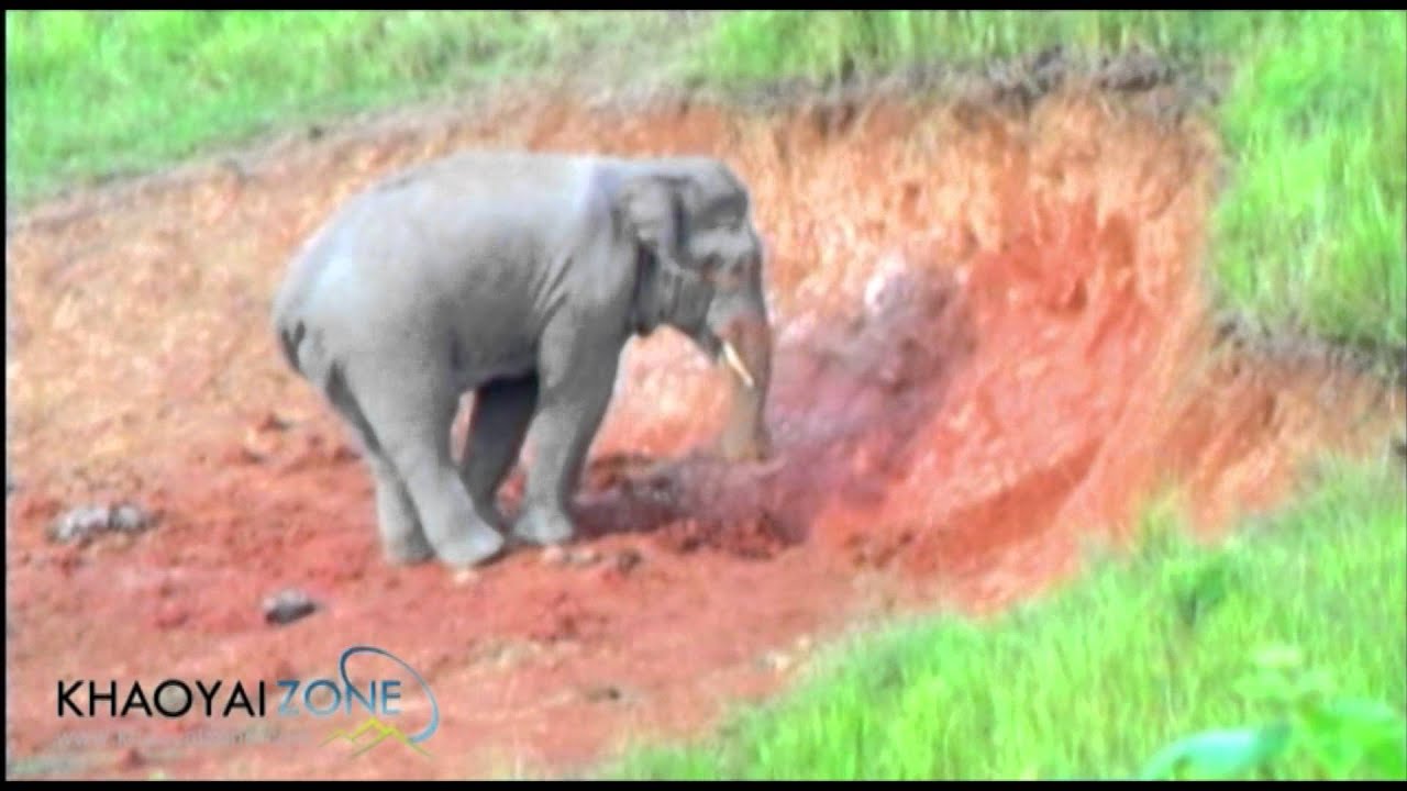 Elephant and Salt Lick Khao Yai National Park 1 - YouTube
