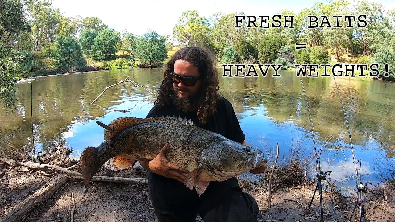 METERY MURRAY COD BAIT FISHING FRESHWATER RIVER LANDBASED! - YouTube