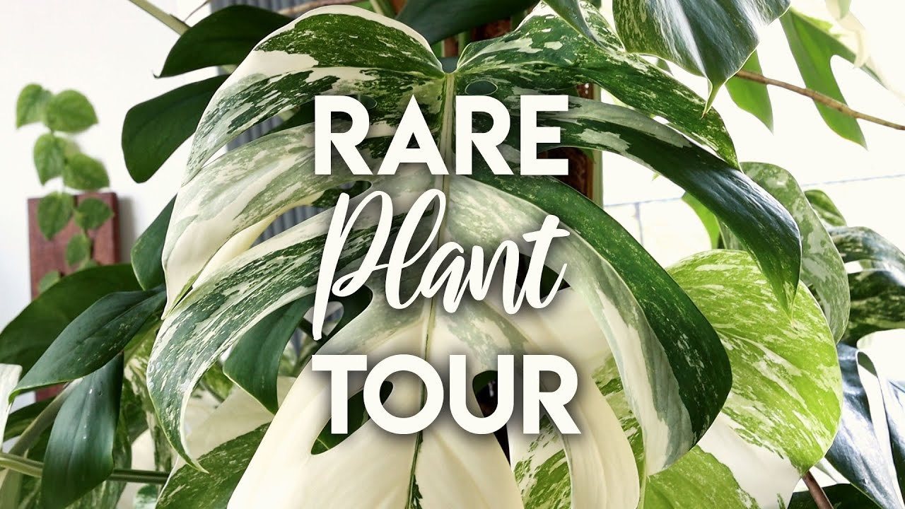 Summer 2020 Rare Houseplant Tour! | My Rare Houseplant Collection - YouTube
