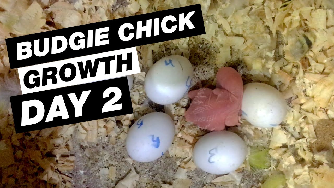 Budgie Growth Stages - Day 2 - Baby Budgies Growth Stages - YouTube