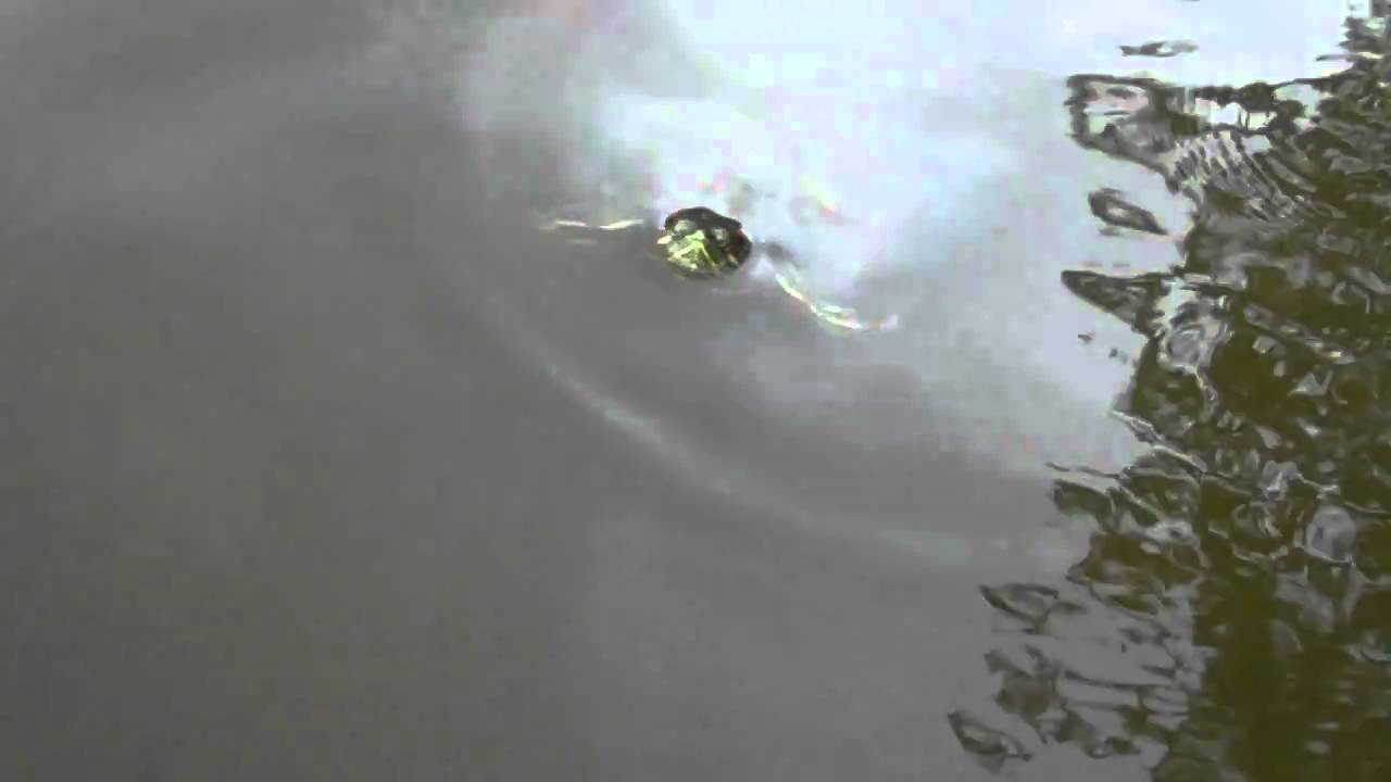 Ty Byodo IN Mr Turtle - YouTube
