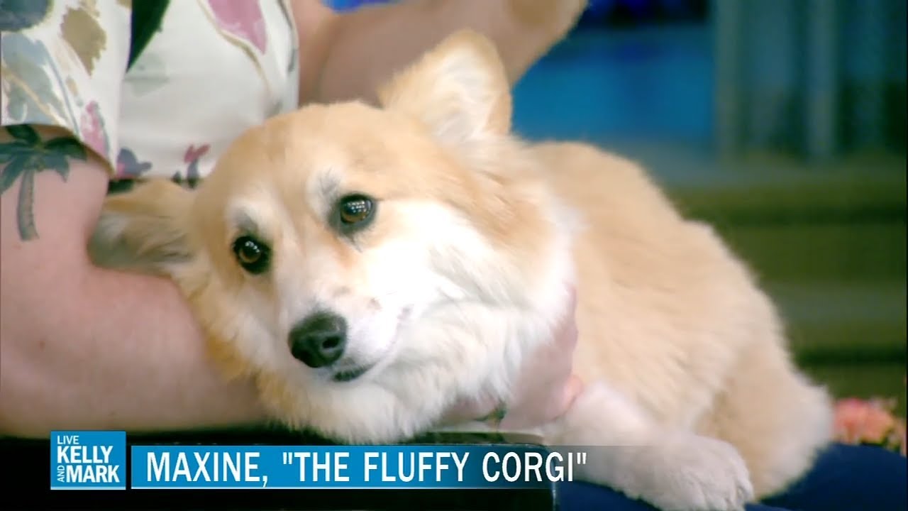 Kelly and Mark Meet Maxine the Fluffy Corgi and Her Owner Bryan ...