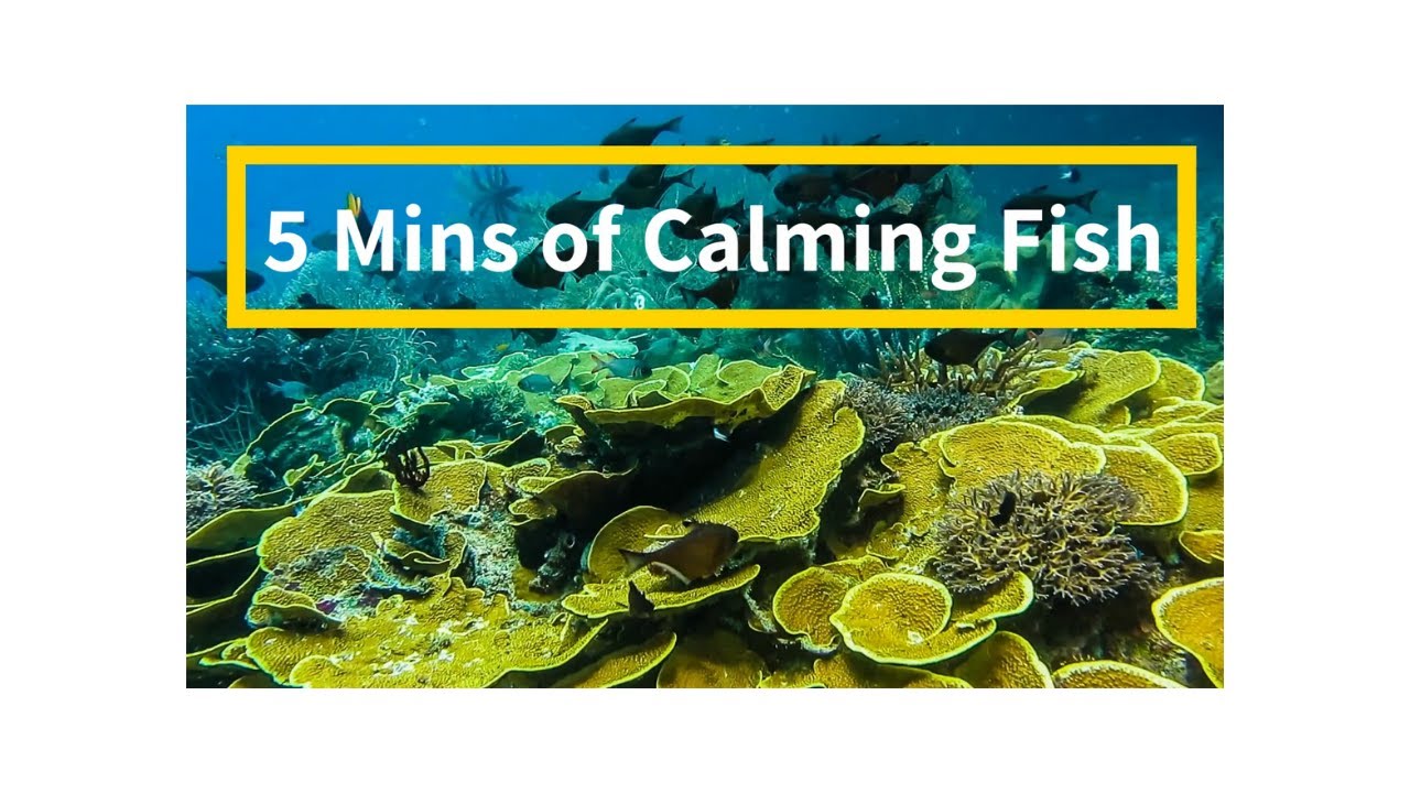 5 mins of Calming Fish - YouTube