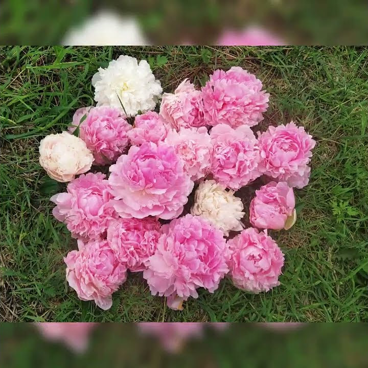 Пион Пинк гиант, розовый гигант (peony Pink Giant). - YouTube