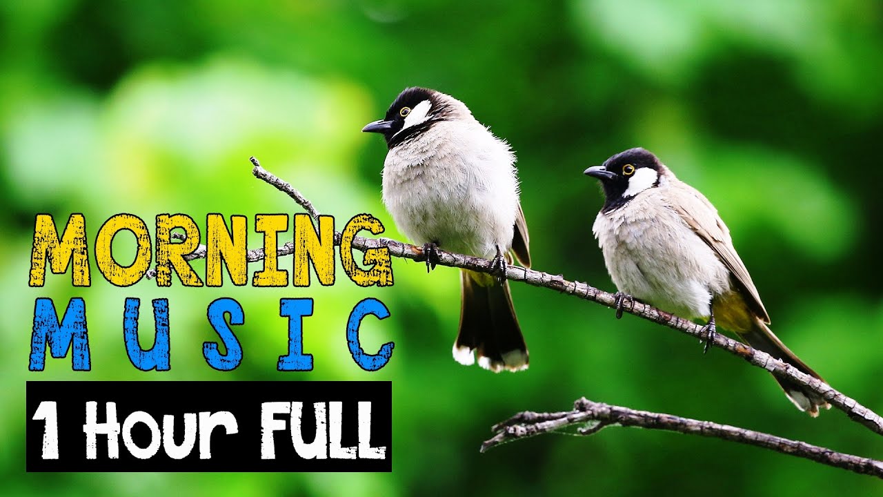 Musik Instrumental Santai Pagi Bikin Semangat dengan Nyanyian Burung ...