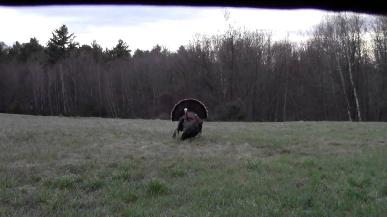 New Hampshire Turkey Hunting 2014 - YouTube