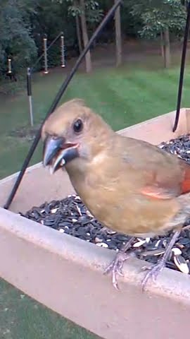 Young and Beautiful Female Cardinal with Black Beak. #cardinals # ...