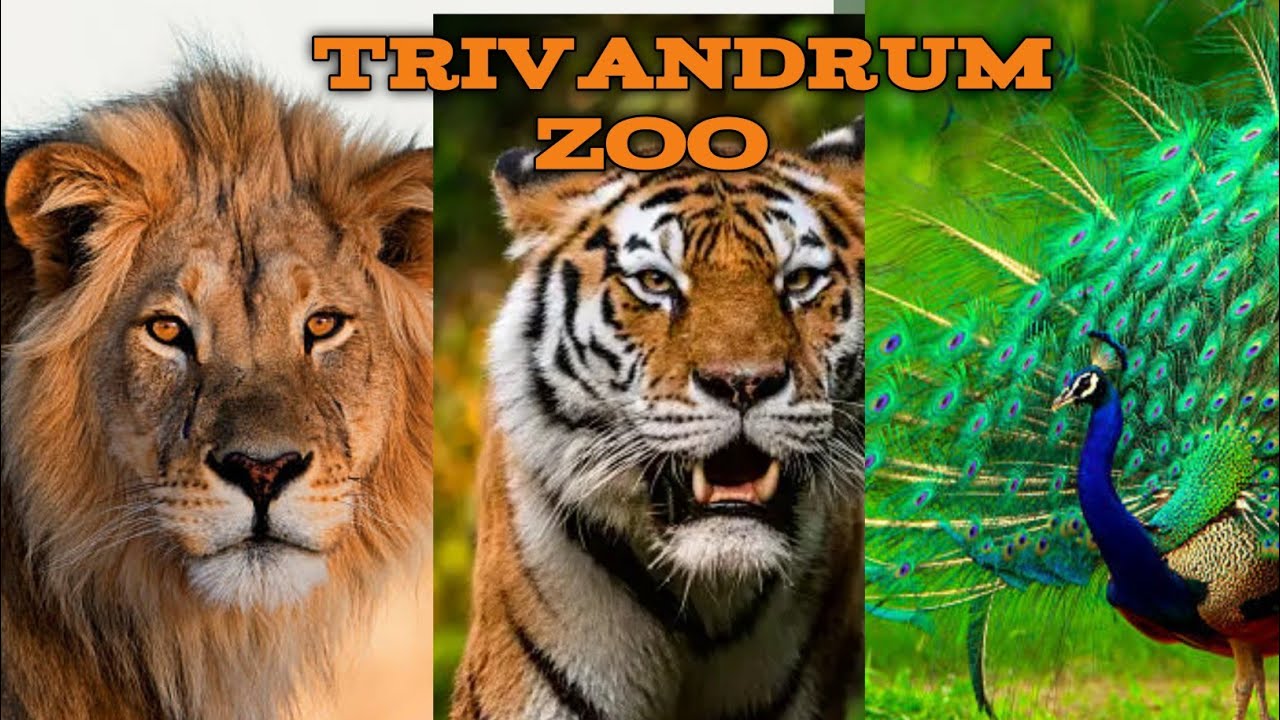 Trivandrum zoo | A visit to Tvm zoo | #zoo #trivandrumzoo | #animals # ...