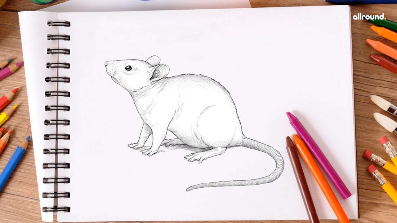How To Draw A mouse Step By Step - mouse Drawing Easy - YouTube