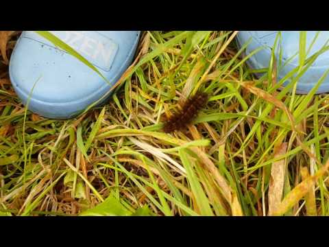 Are Fox Moth Caterpillars Dangerous