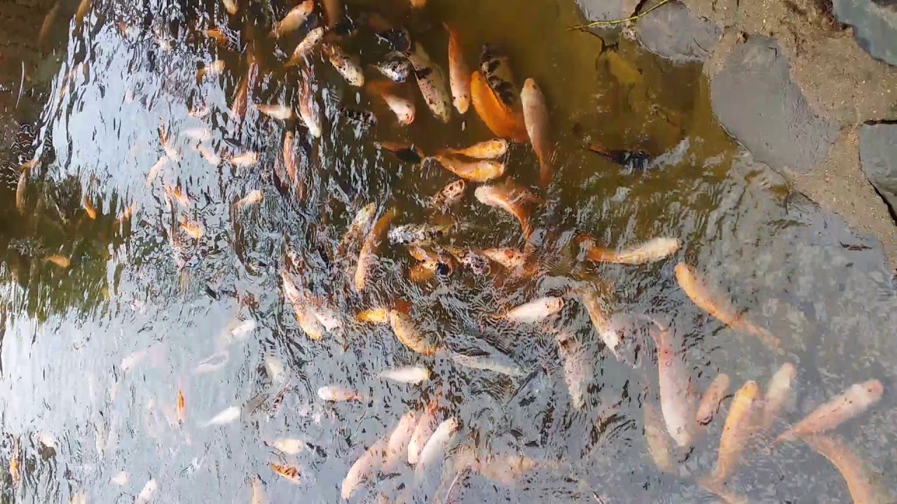 Fish in lake is very beautiful and a lot of big fish - ត្រី7่่ពណ៏ ...