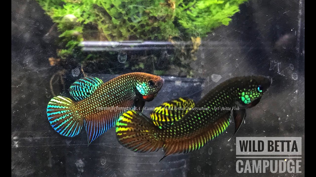 ត្រីក្រឹមកួយ Original Wild betta Stiktos , Steung Treng Cambodia - YouTube
