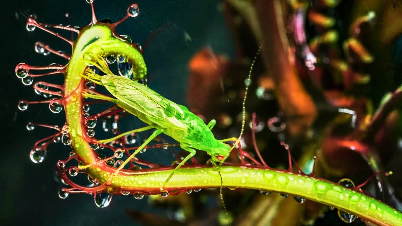 These Carnivorous Plants Will Make Your Jaw DROP! - YouTube
