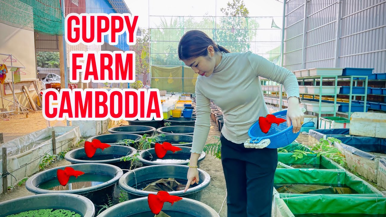 Woo! Guppy Farm Cambodia,Full Red BDS,Blue Topaz,Albino Koi Red Ear,Red ...