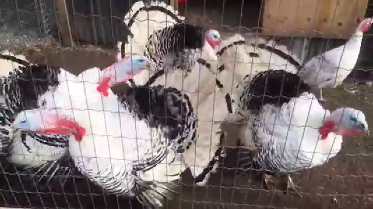 Funny Turkeys - Gobble Gobble Gobble - YouTube