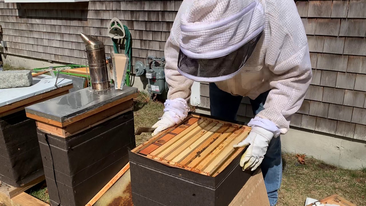 Beekeeping. Doing a spring check on a few of my hives. - YouTube
