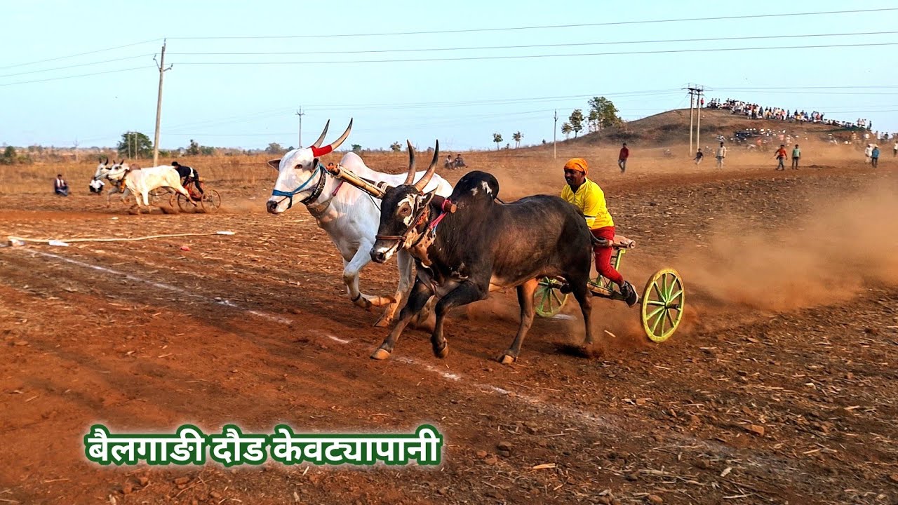 ।बैलगाङी दौङ केवट्यापानी।bailgada sharyat। bailanchi race। bailgadi ...