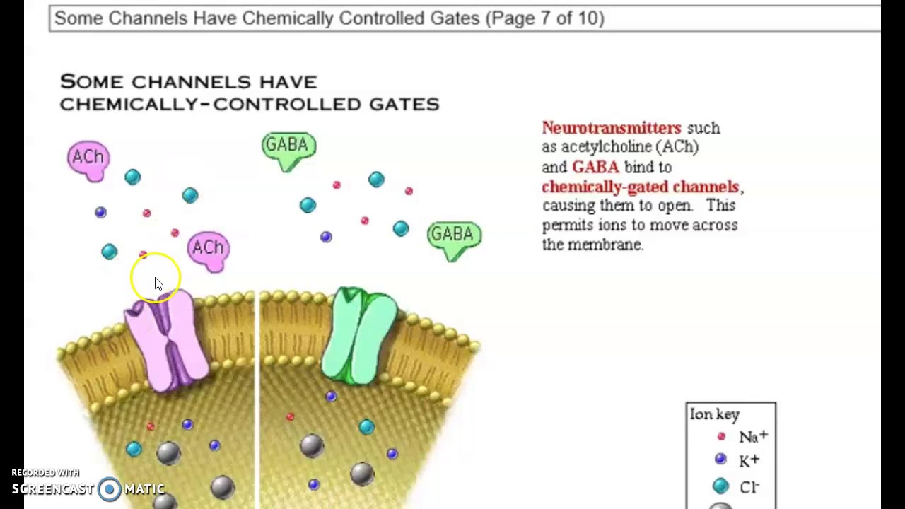 3rd lecture neural physiology ion channels - YouTube