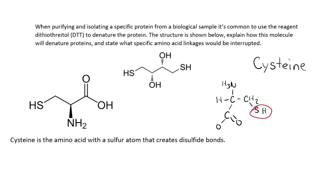 Biological Chemistry: Denaturing Proteins with DTT - YouTube