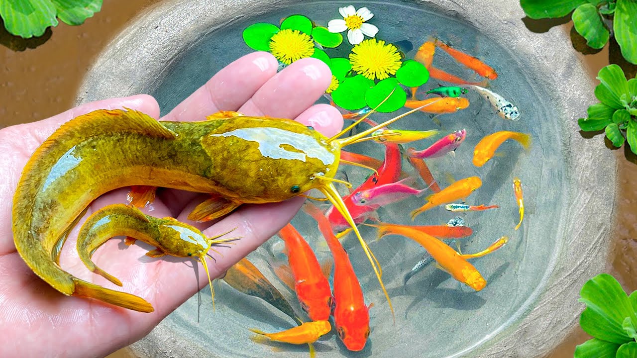Amazing Catching Strange Colored Ornamental Catfish, Turtle, Pastel ...