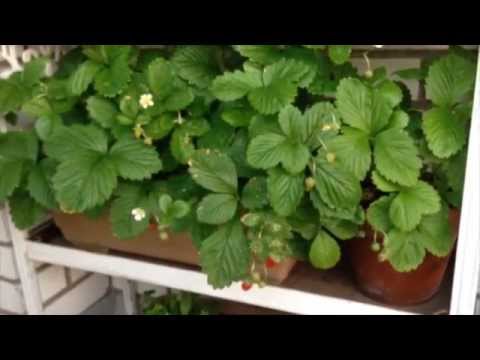 Shade Tolerant Edibles: Alpine Strawberries - Week 11 - YouTube