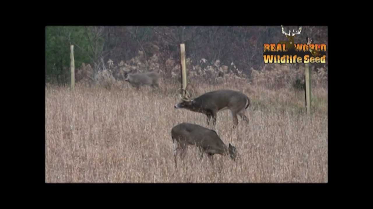 Real World Wildlife Seed.mpg - YouTube