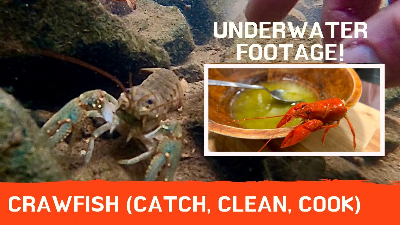 Crawfish For Dinner - Catching By HAND {CATCH CLEAN COOK} - YouTube
