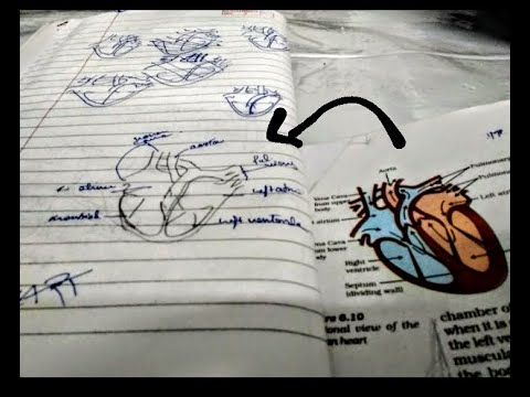 Make ️ heart bio. Diagram ️in just 1min!!! - YouTube