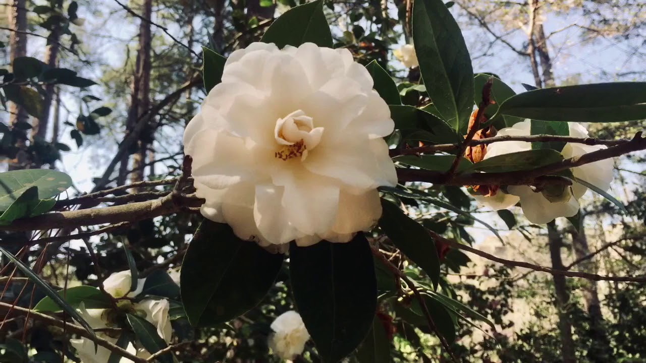 Duke Gardens Flowers 1 - YouTube