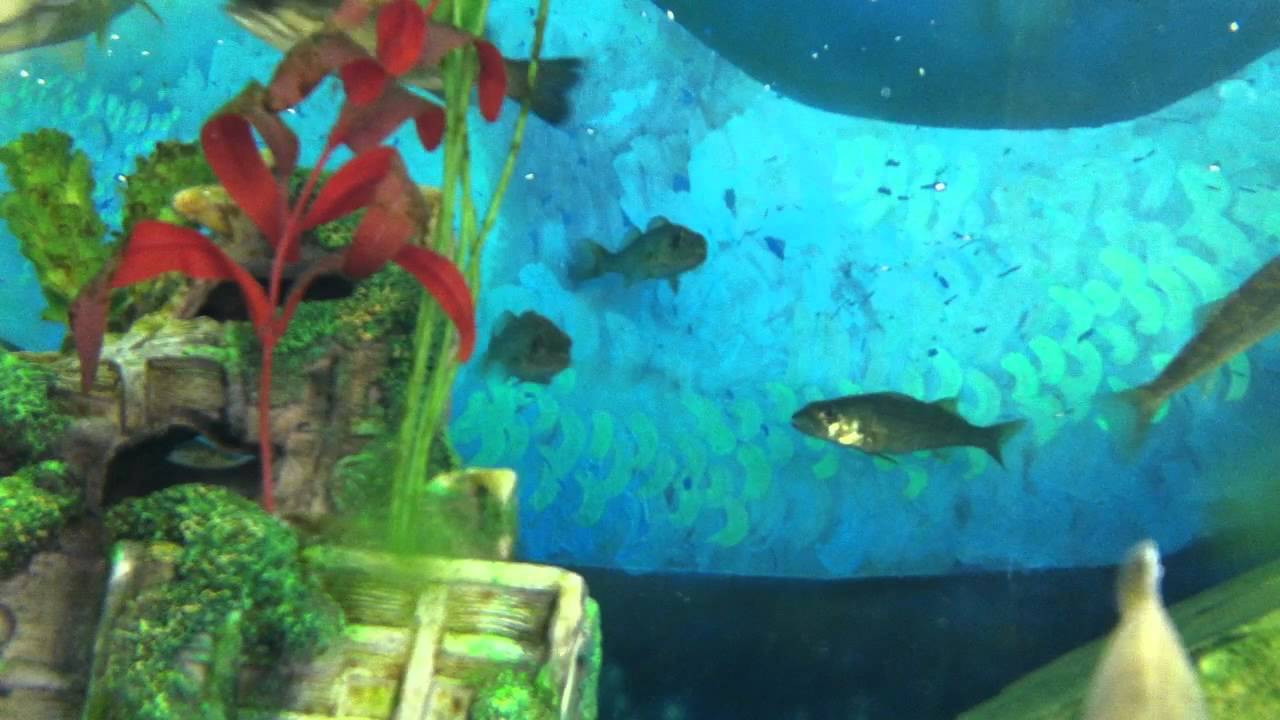 Walleye, Bass, Perch and Bluegill in 1,000 Gallon Aquarium - YouTube