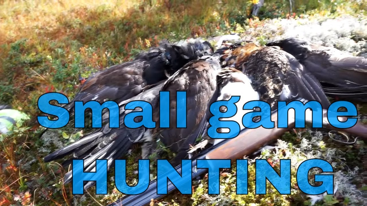 Hunting for birds with pointing dog / Skogsfugljakt med stående ...