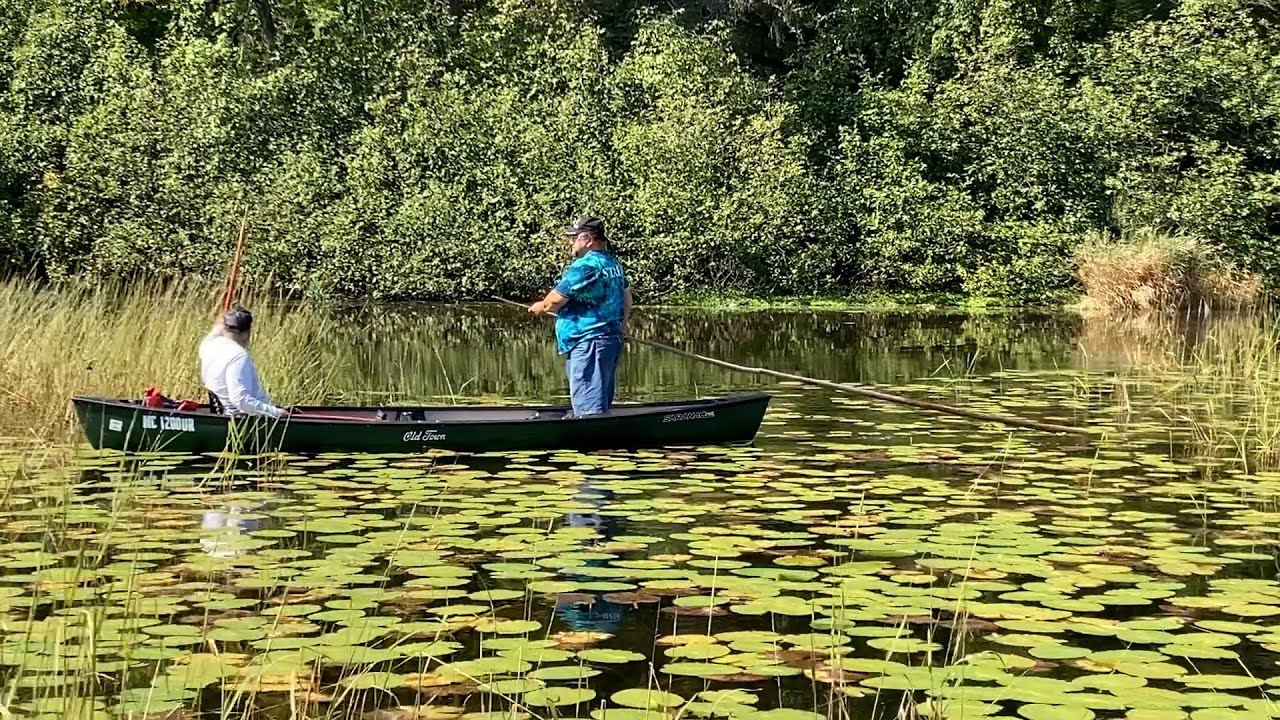 Climate change affects wild rice in Michigan as tribes strive for ...