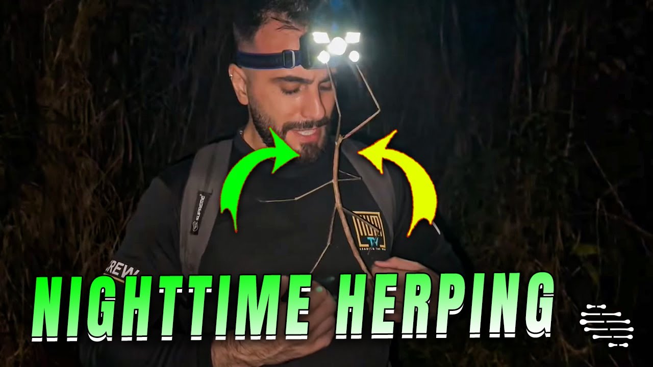 Nighttime Herping Unveils Beautiful Stick Insect - YouTube