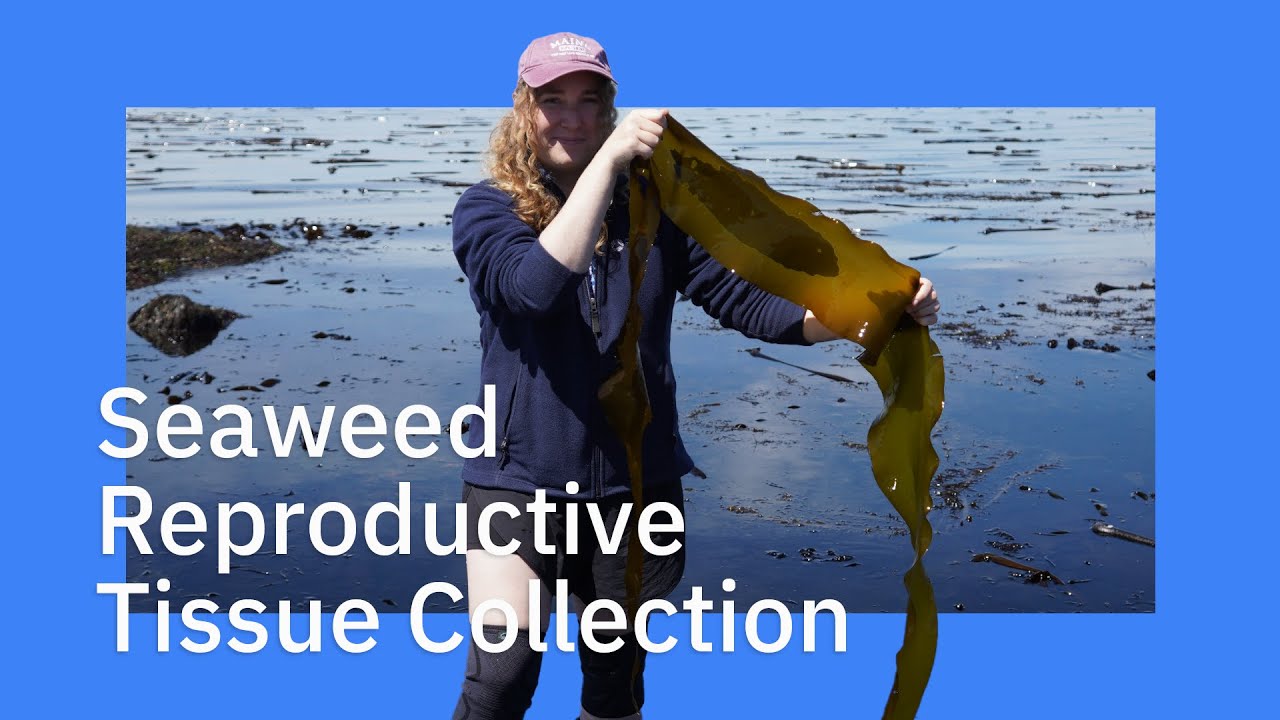 The Seaweed Reproductive Tissue Collection Expedition! - YouTube