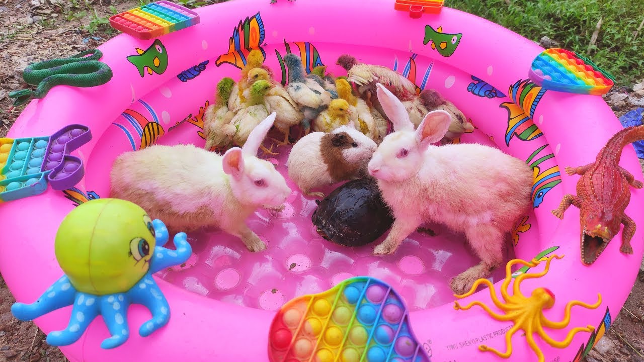 Menangkap Ayam Warna Warni, Ayam Rainbow, Kelinci Anggora, Marmut ...