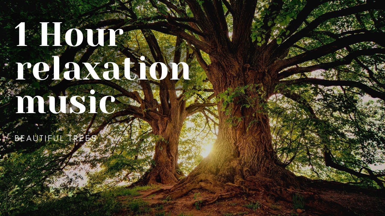1 hour relaxation music Peaceful Landscape, Green Trees, Beautiful ...