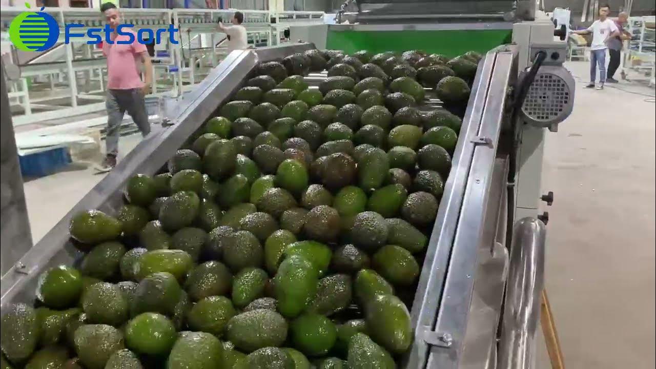 Avocado washing drying waxing sorting line - YouTube