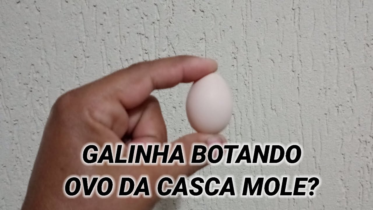 GALINHA BOTANDO OVO DA CASCA MOLE - YouTube