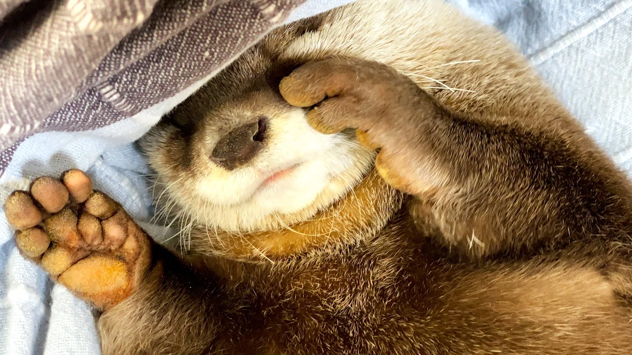 Do you know where an otter's belly button is? [Otter life Day 425 ...